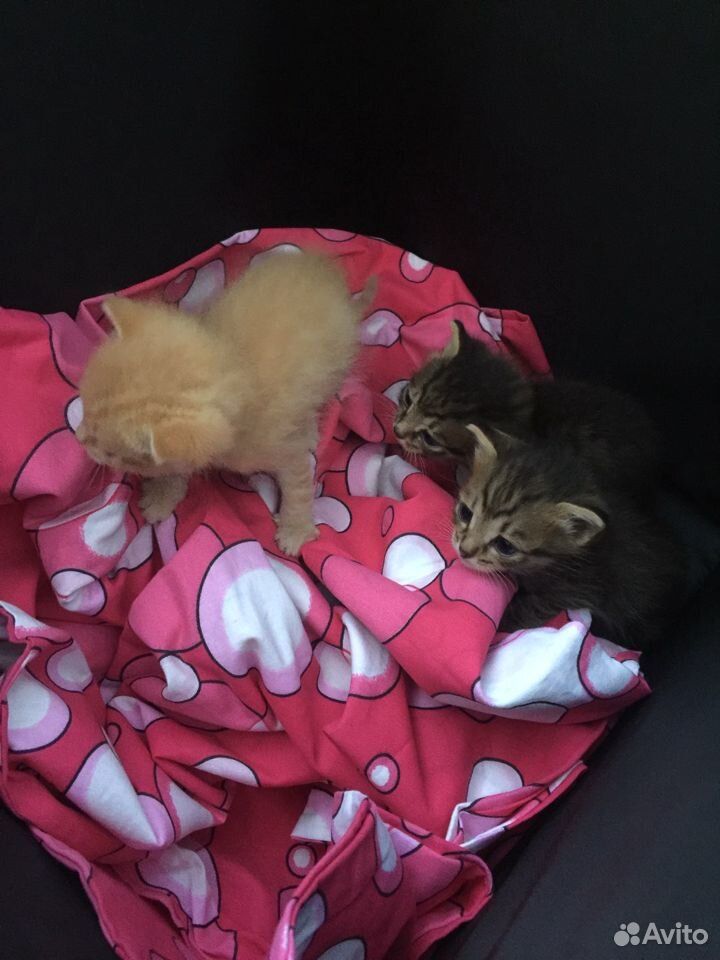 Котята