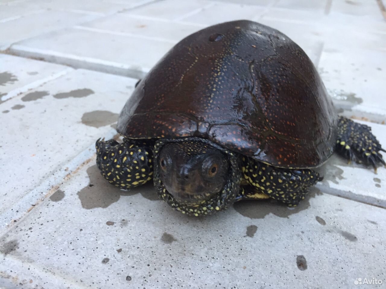 Болотная черепаха