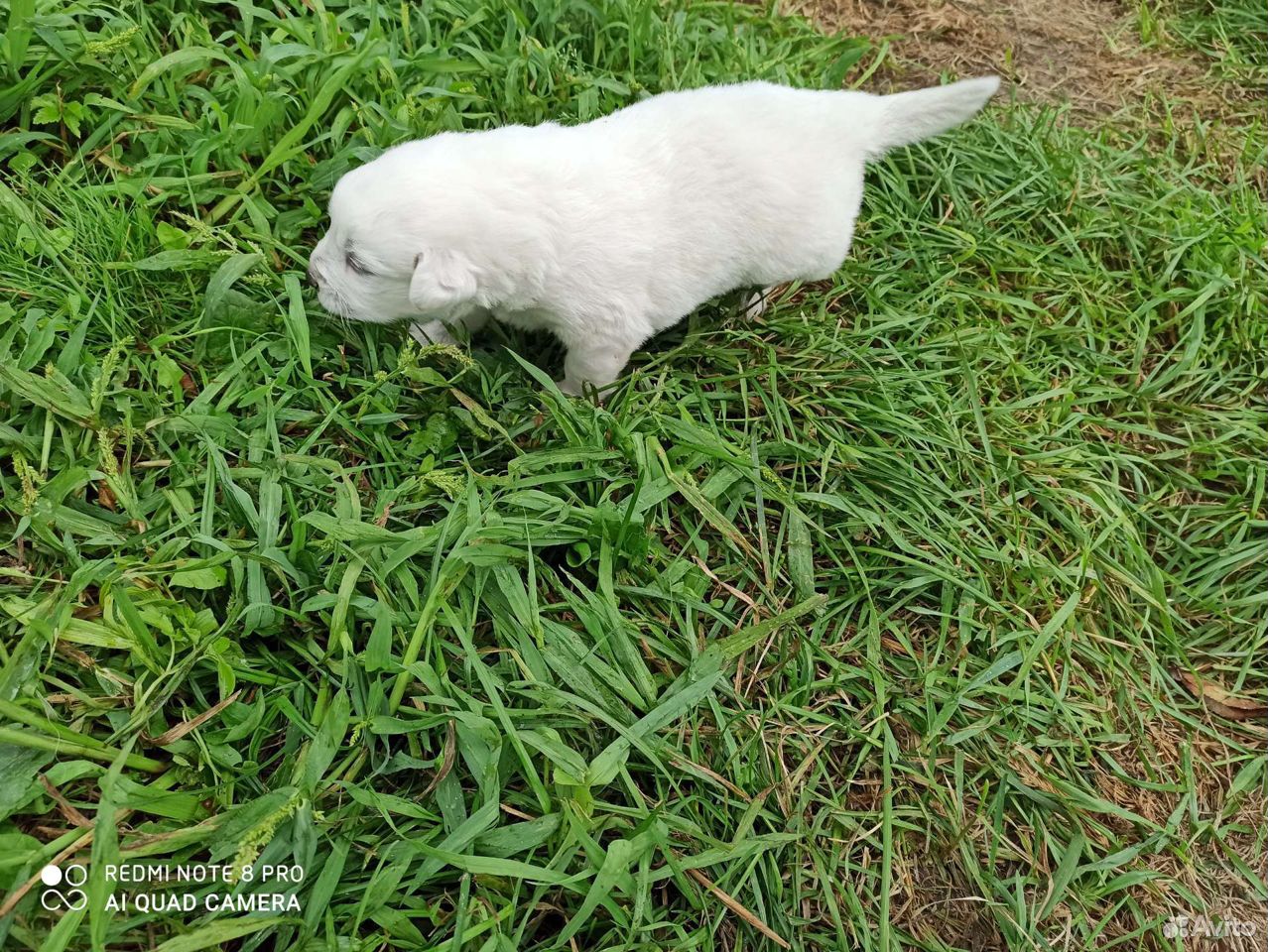 Собака