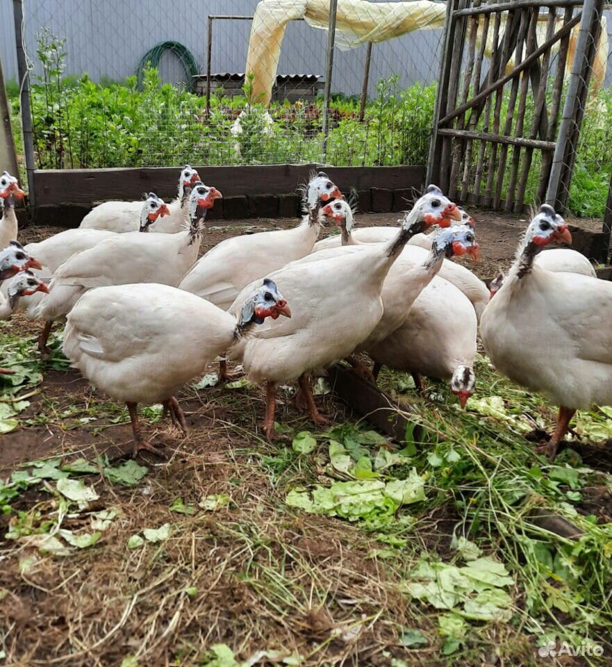 Цесарка (самцы )