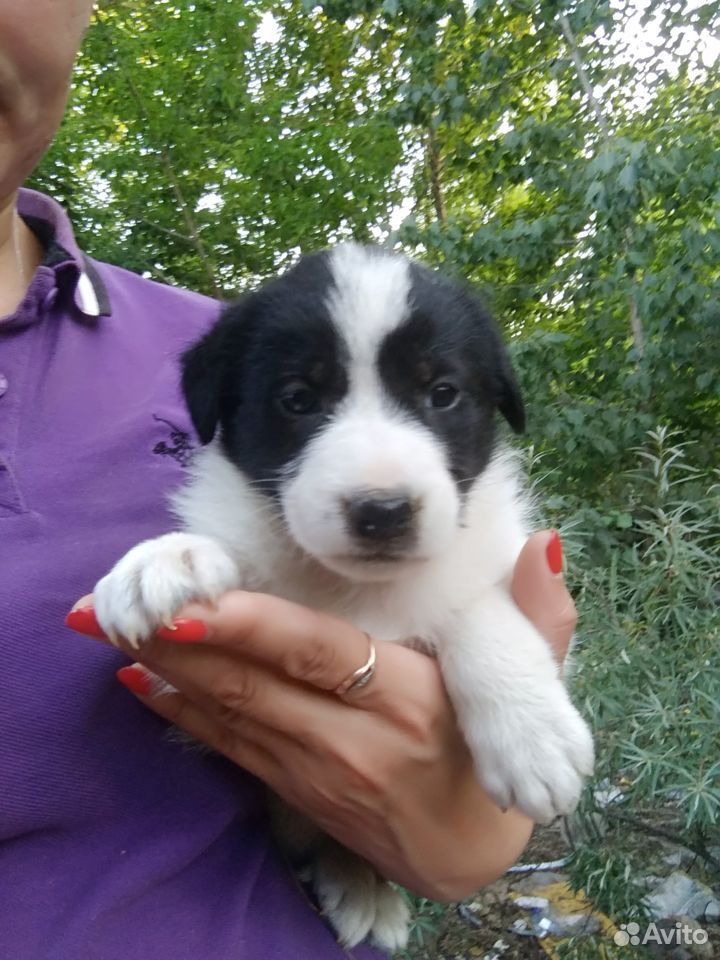 Щенок в добрые руки