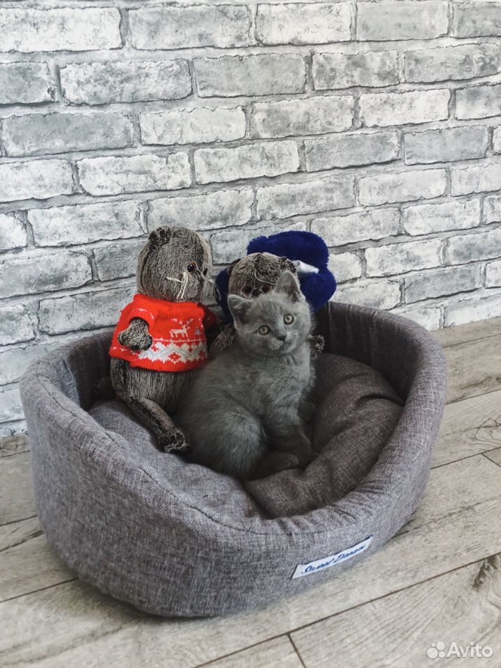 Британские котята