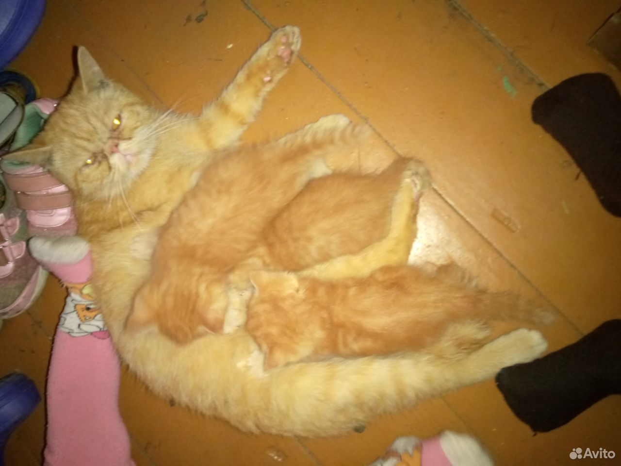 Милые киски