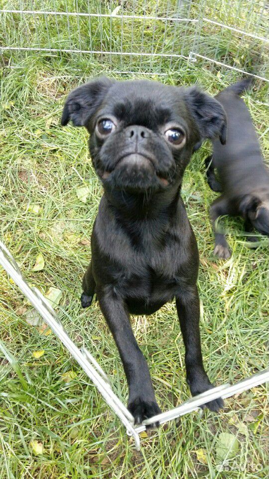 Пти брабансон