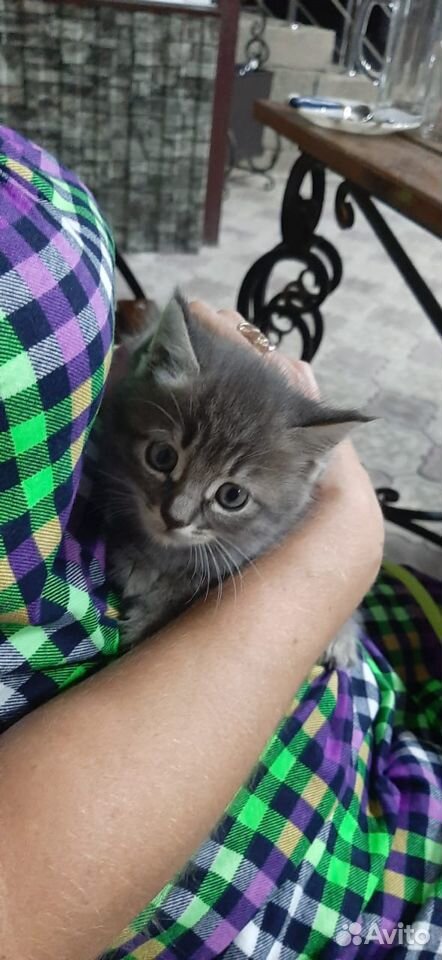 Котёнок Тимоха