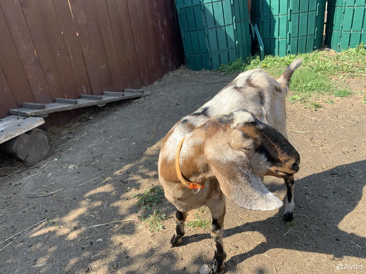 Продам козу