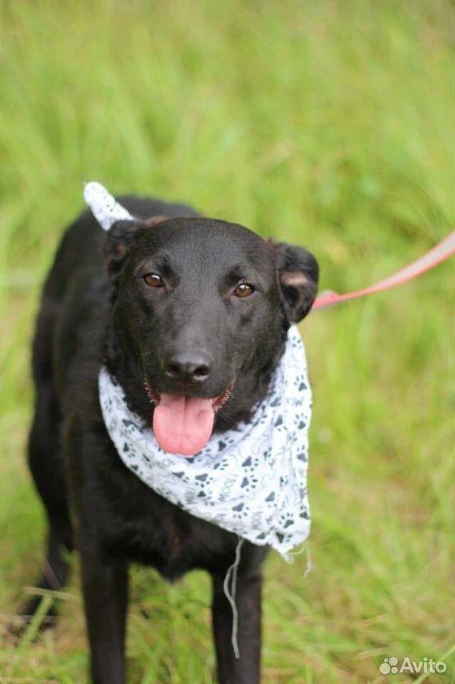 Щенку подростку из приюта очень нужен дом