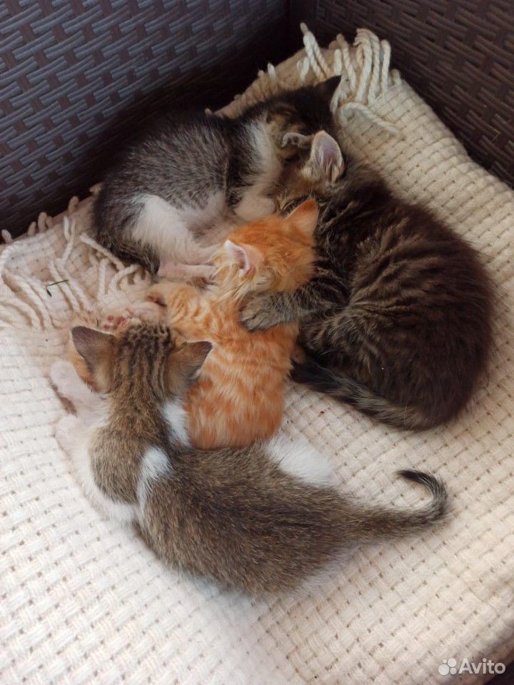 Котосемья с Бронниц