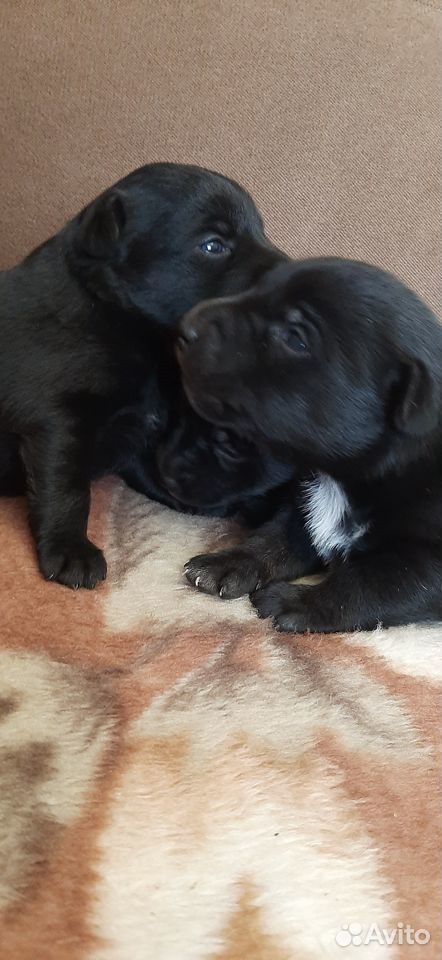 Щенки Ягтерьрера