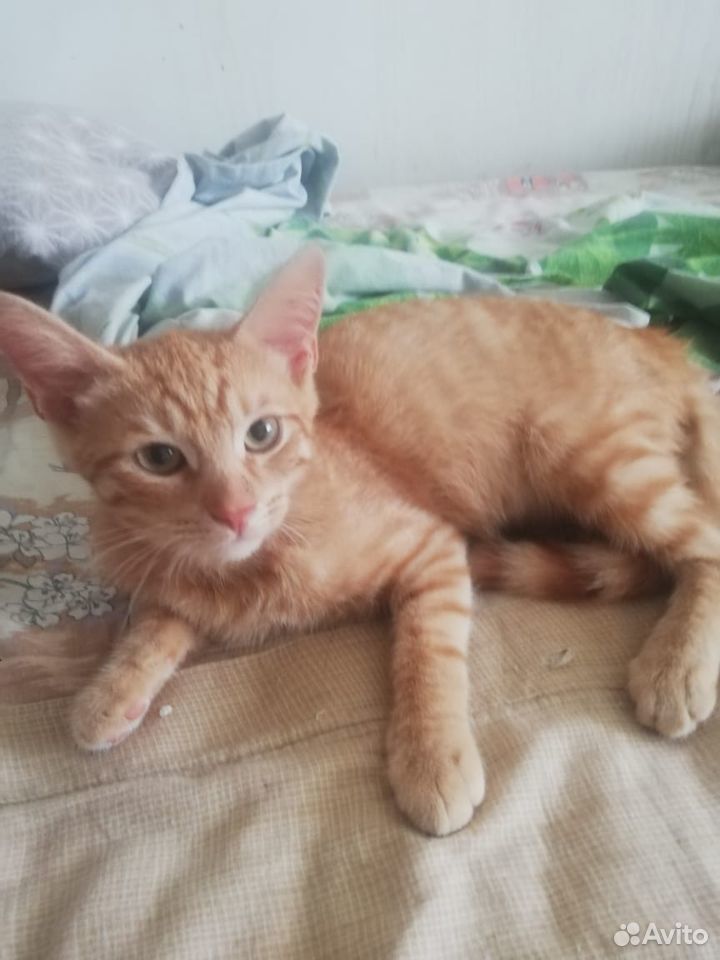 Рыжие котята мальчики в дар