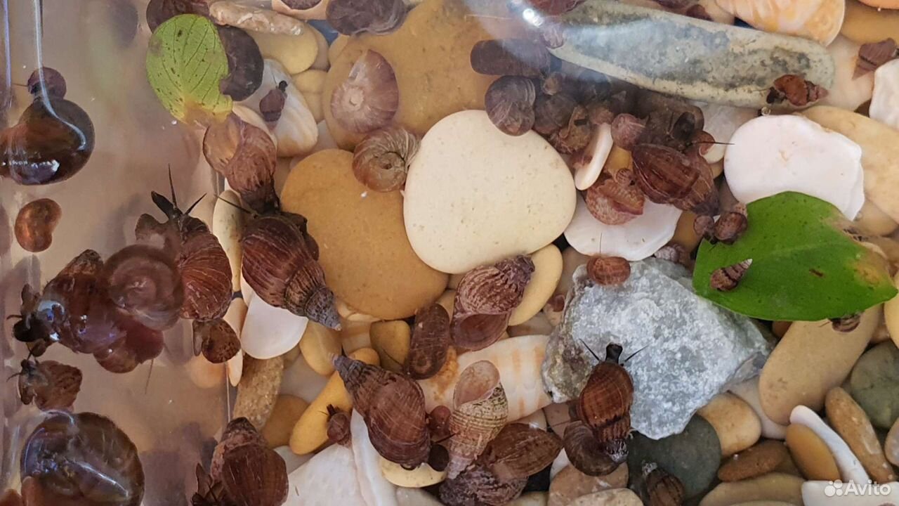 Улитки мелании