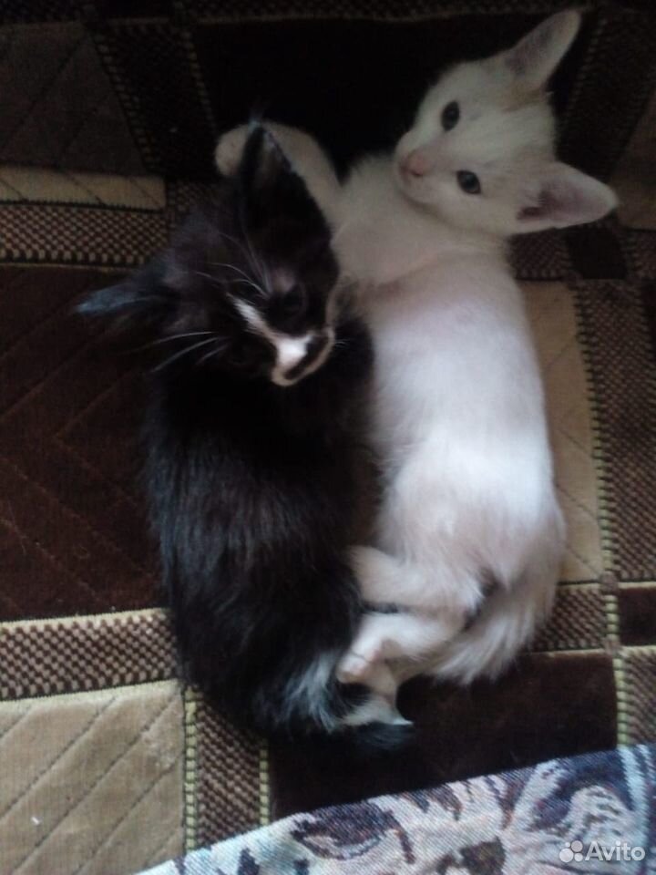 Котята
