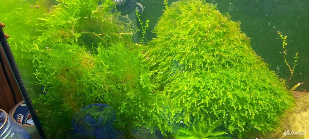 Мох из креветочника 35*35
