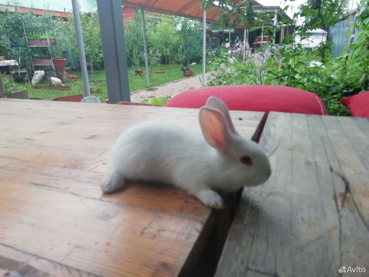 Крольчата Фландера