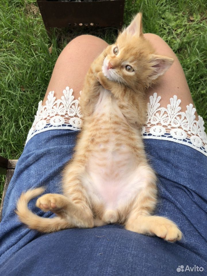 Отдам котёнка в добрые руки