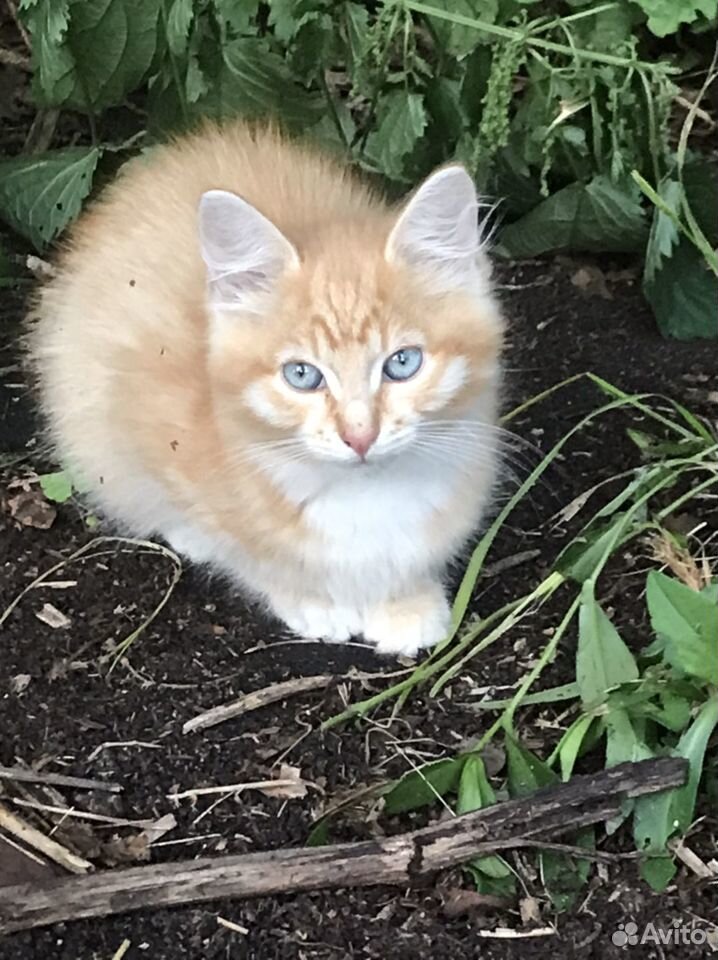 Кошка девочка