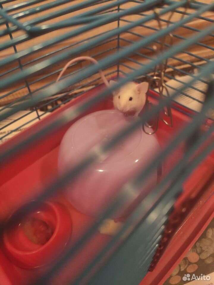 Мышь (мышонок)