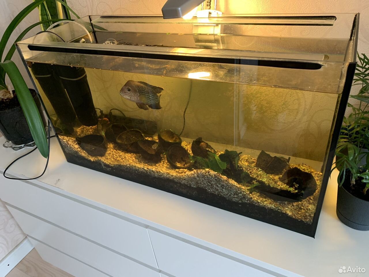 Аквариум 100 литров с оборудованием и парой акар б