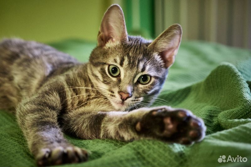 Замечательные котята в дар