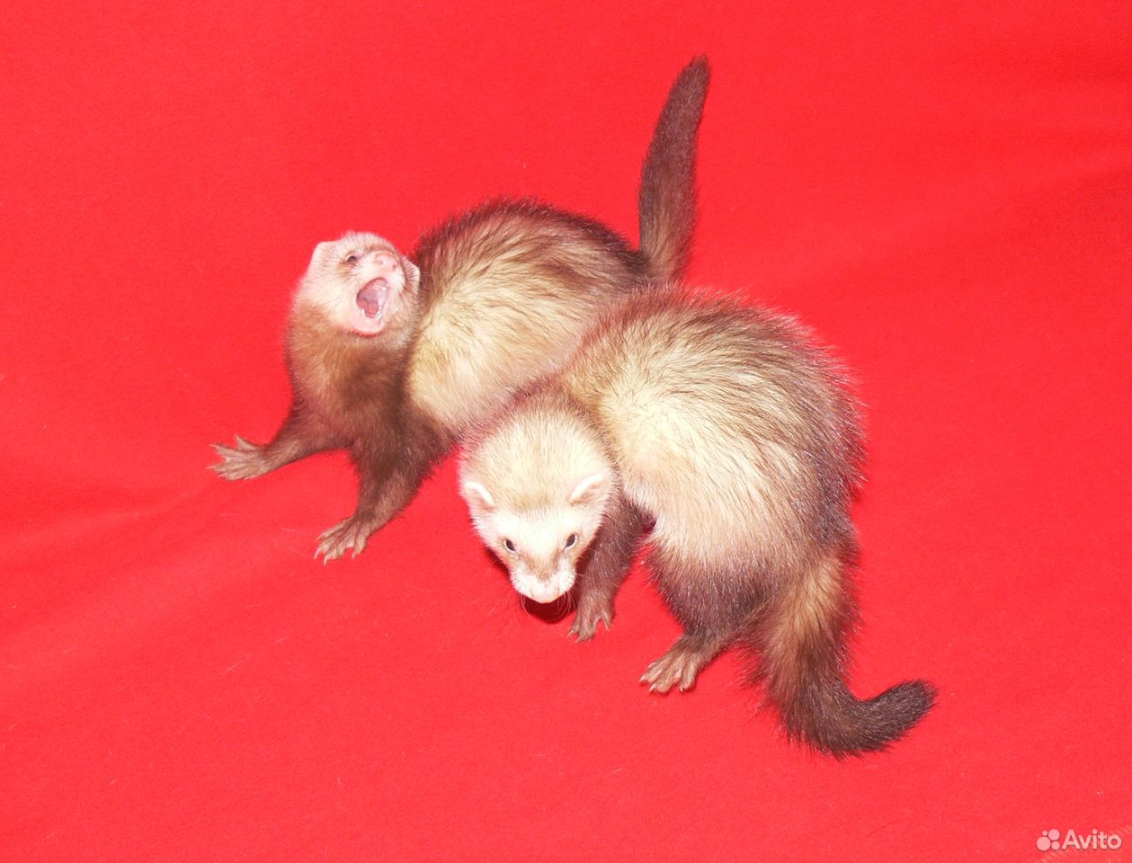 Хорьки, экзоты