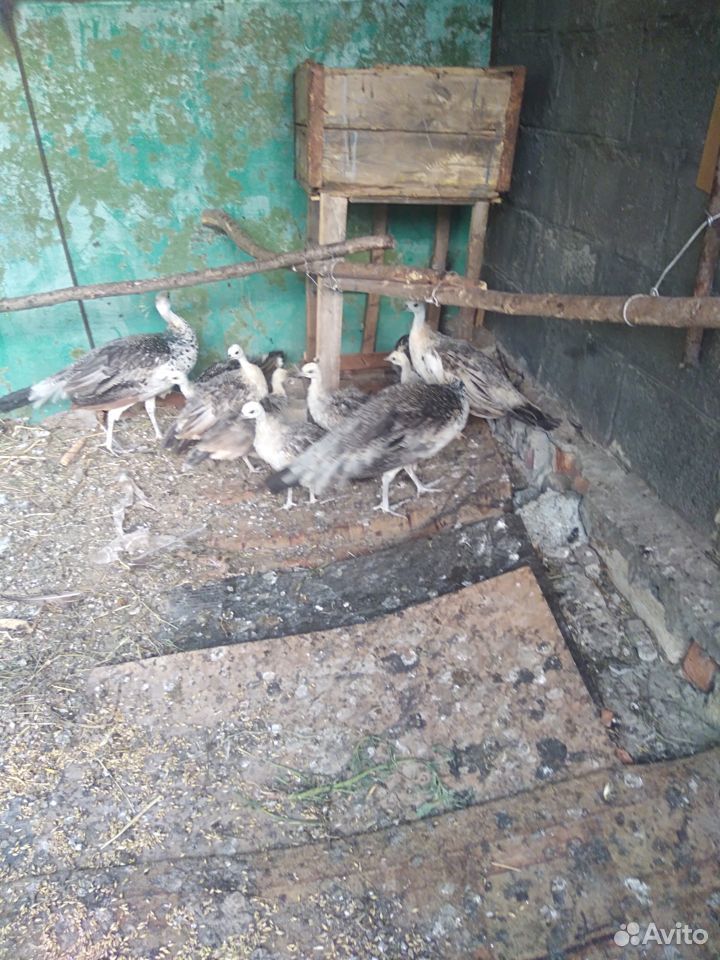 Павлины