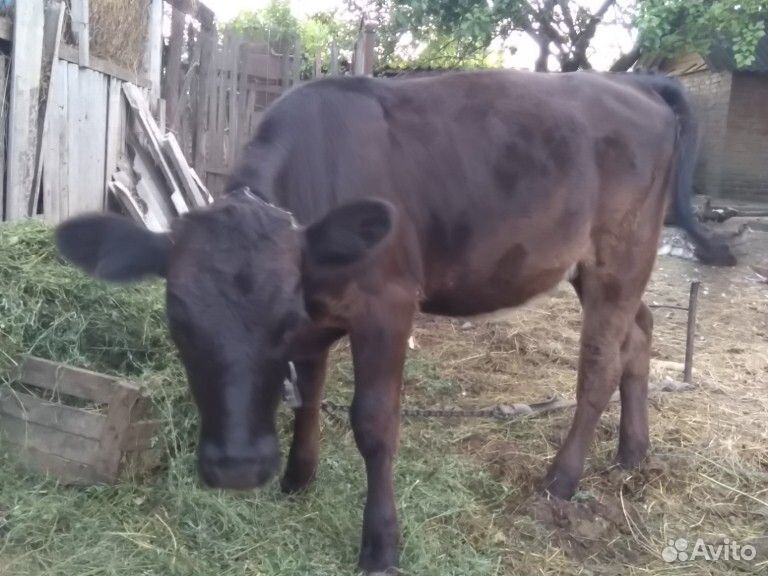 Телка 6 месяцев