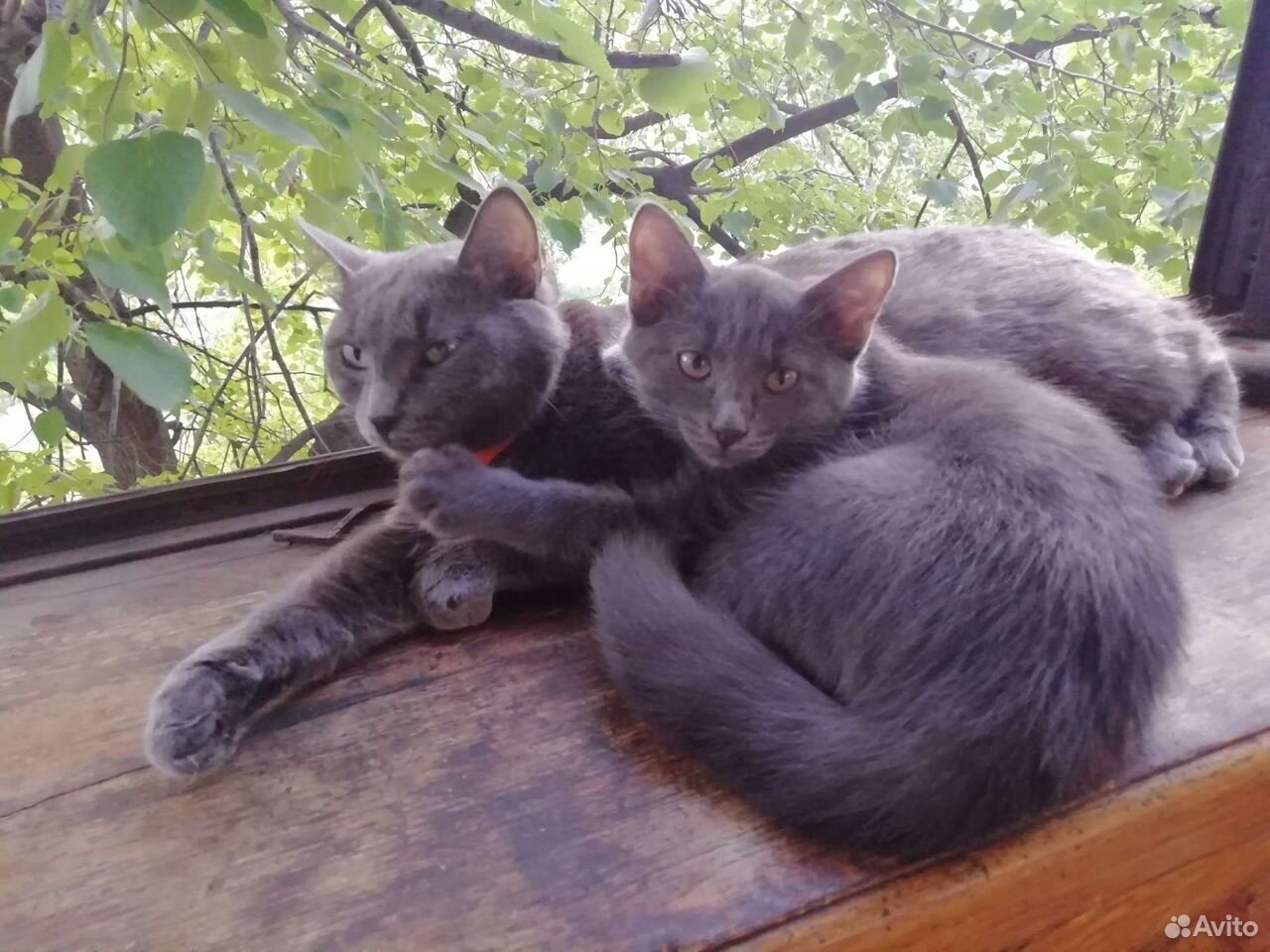 Котенок Корат в добрые руки