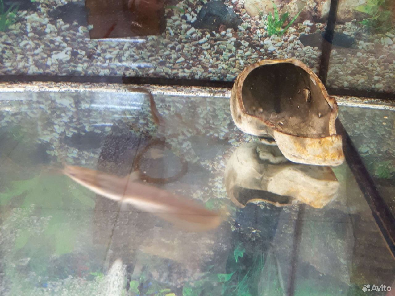 Рыба сом мешкожаберный