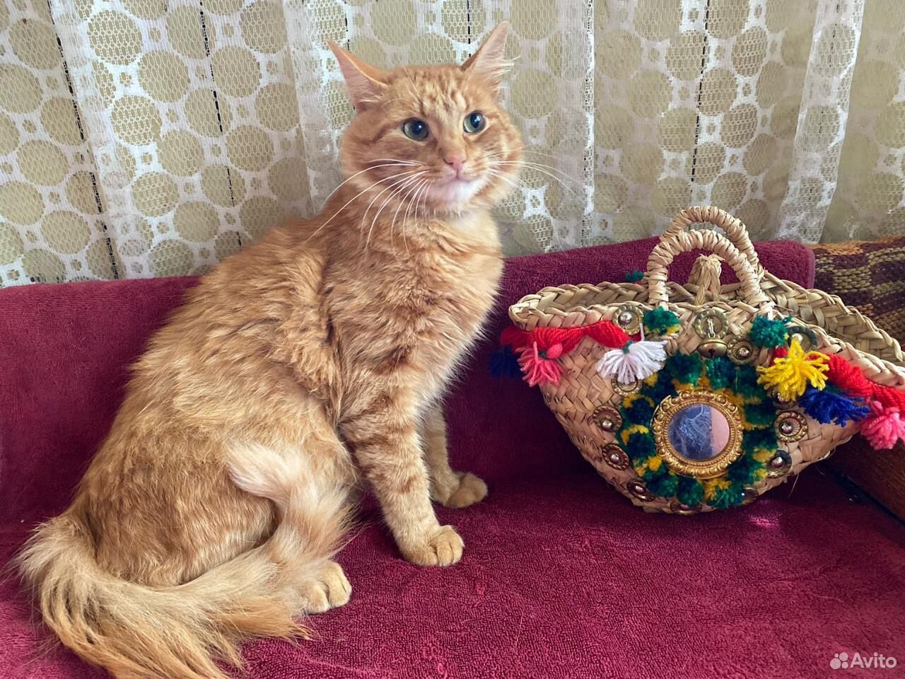 Кот Барон ищет дом