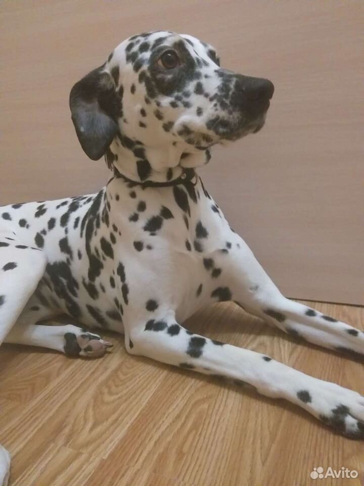 Ищу кобеля для вязки