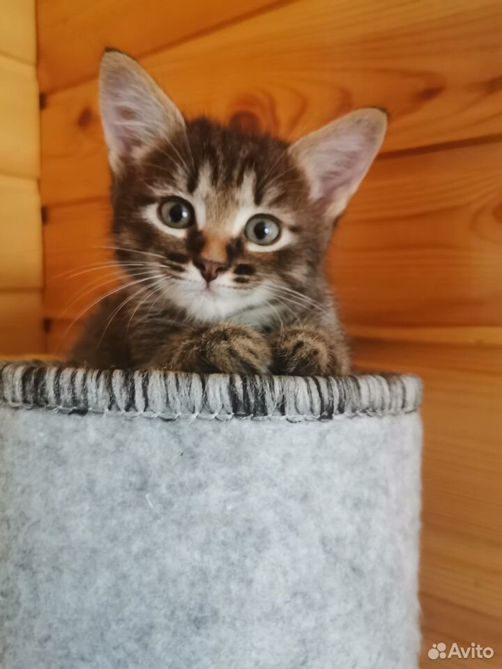 Котик Федя, 3 мес