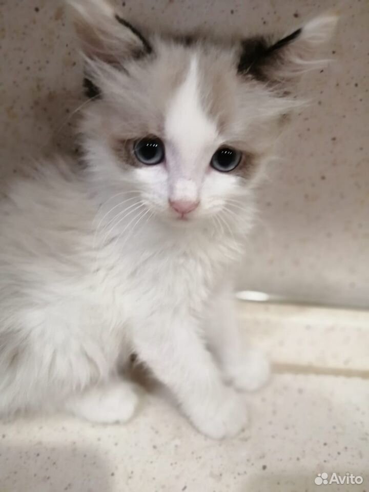 Котята в поисках дома