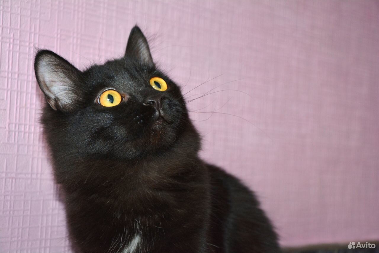 Кошечка Пушинка