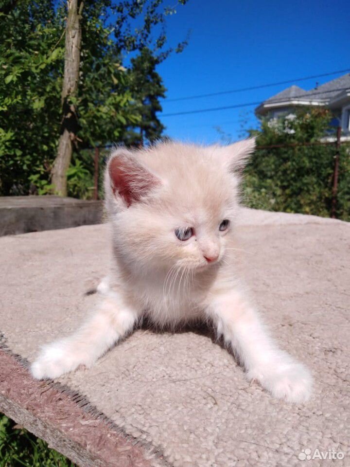 Кот