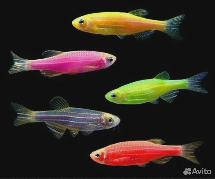 Рыба данио рерио синяя и желтая