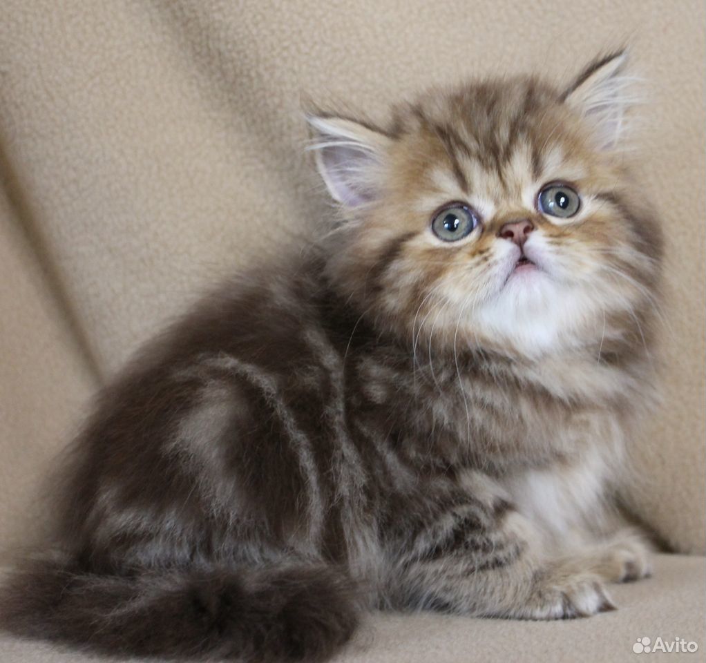 Шоколадный малыш хайленд страйт