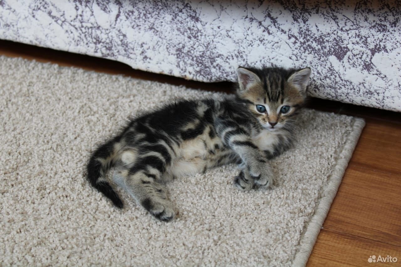 Кошка
