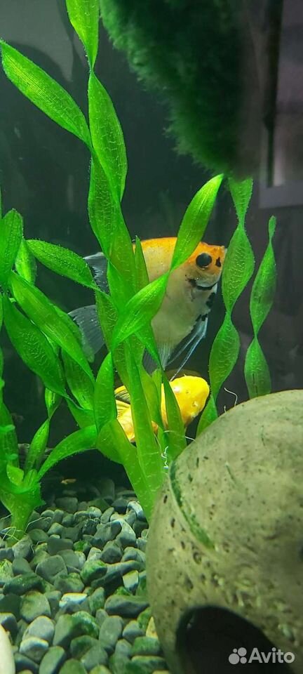 Скалярии кои в добрые руки