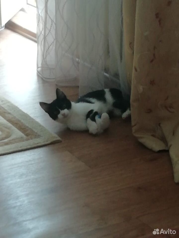 Кот Марсик