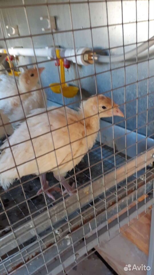 Индюки порода Виктория