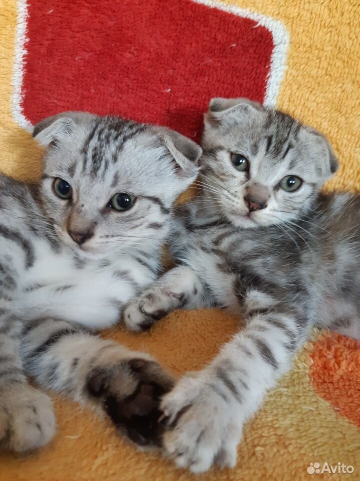 Вислоухие котята