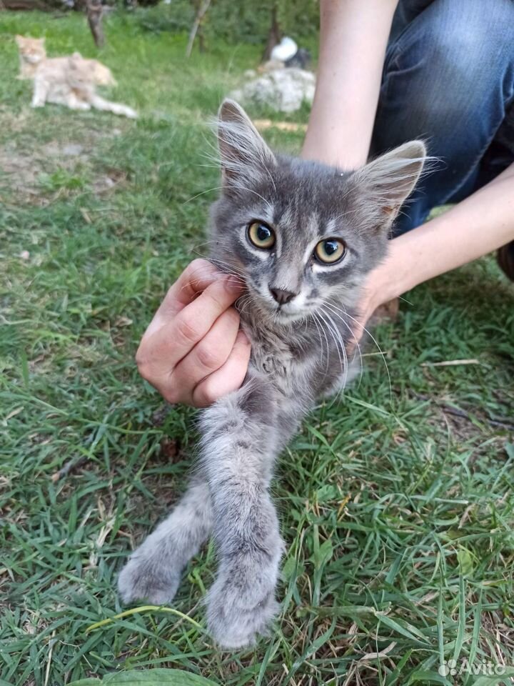 Серебристый котёнок
