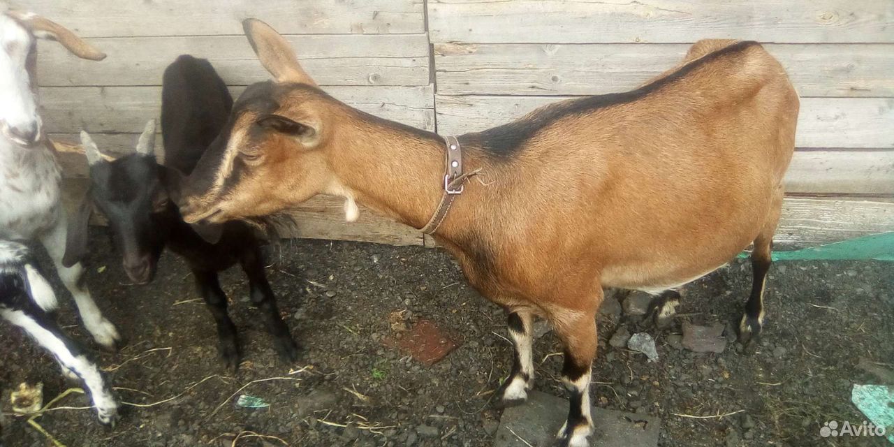 Сельхоз - животные