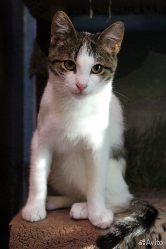 Котёнок Скай