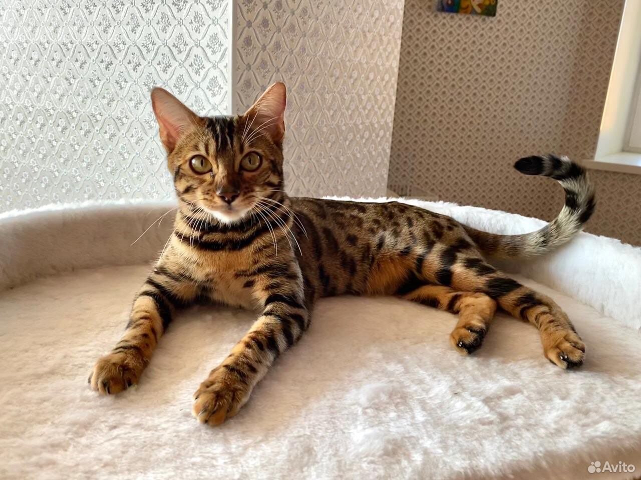 Бенгальская кошка