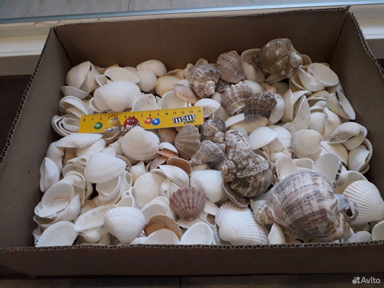 Ракушки морские