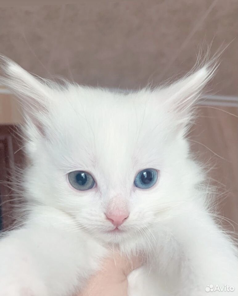 Турецкая ангора