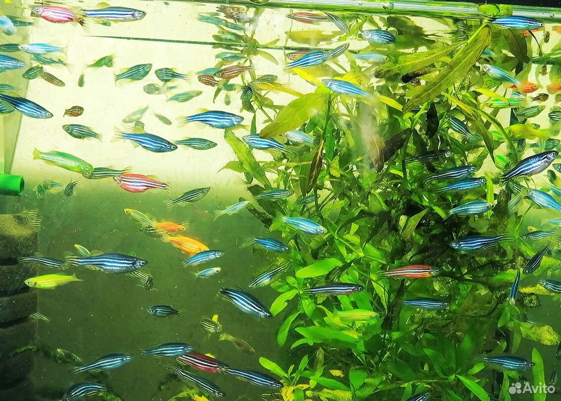 Рыбки данио гло