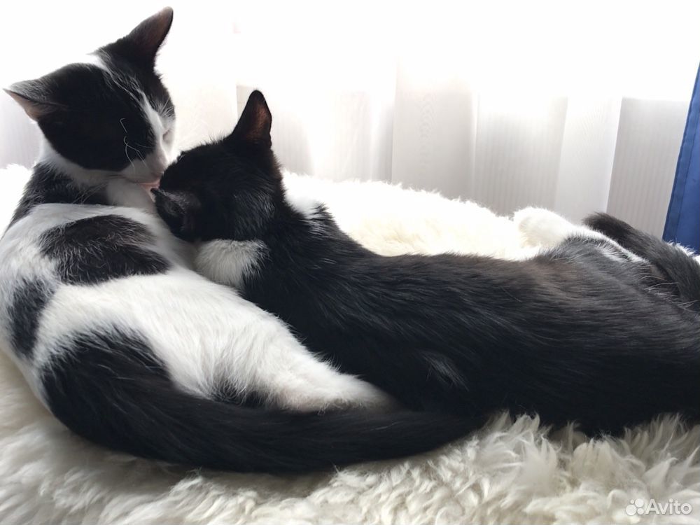 Коты в добрые руки