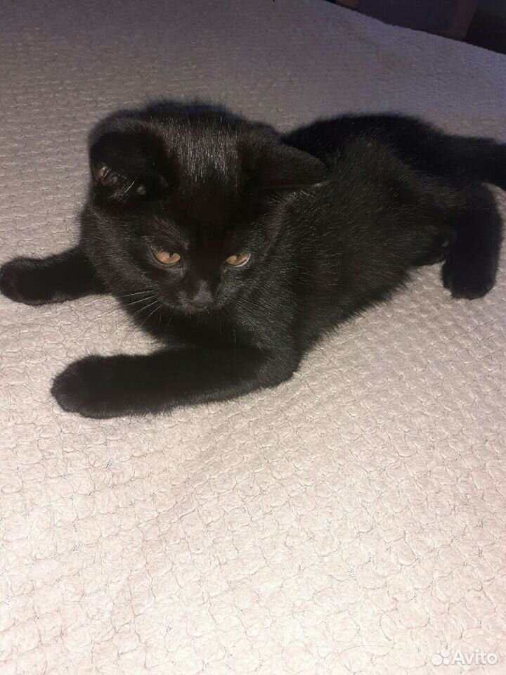 Британский котёнок